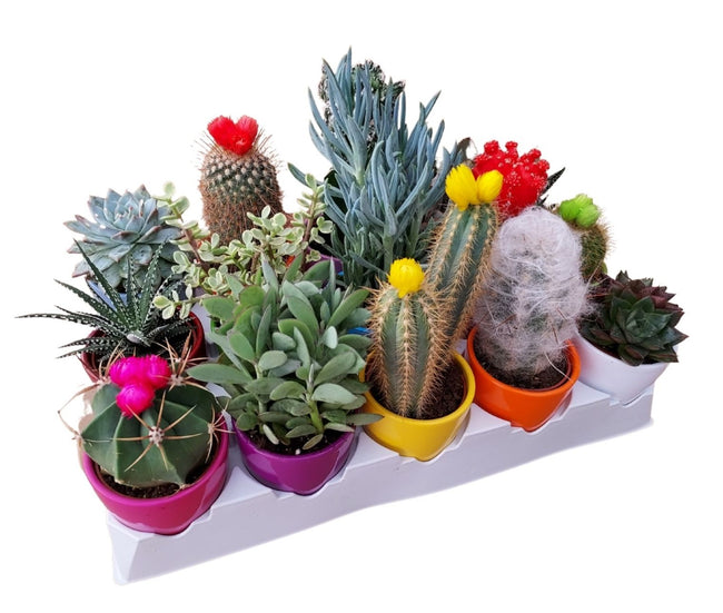 Paridon Horticultural LTD