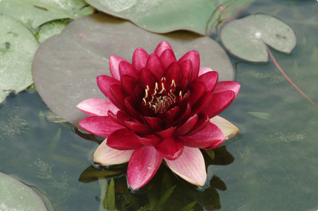 Collections – Paridon