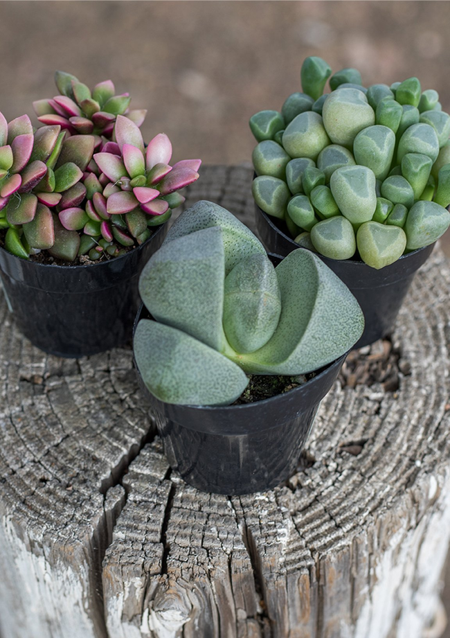 Collections – Paridon