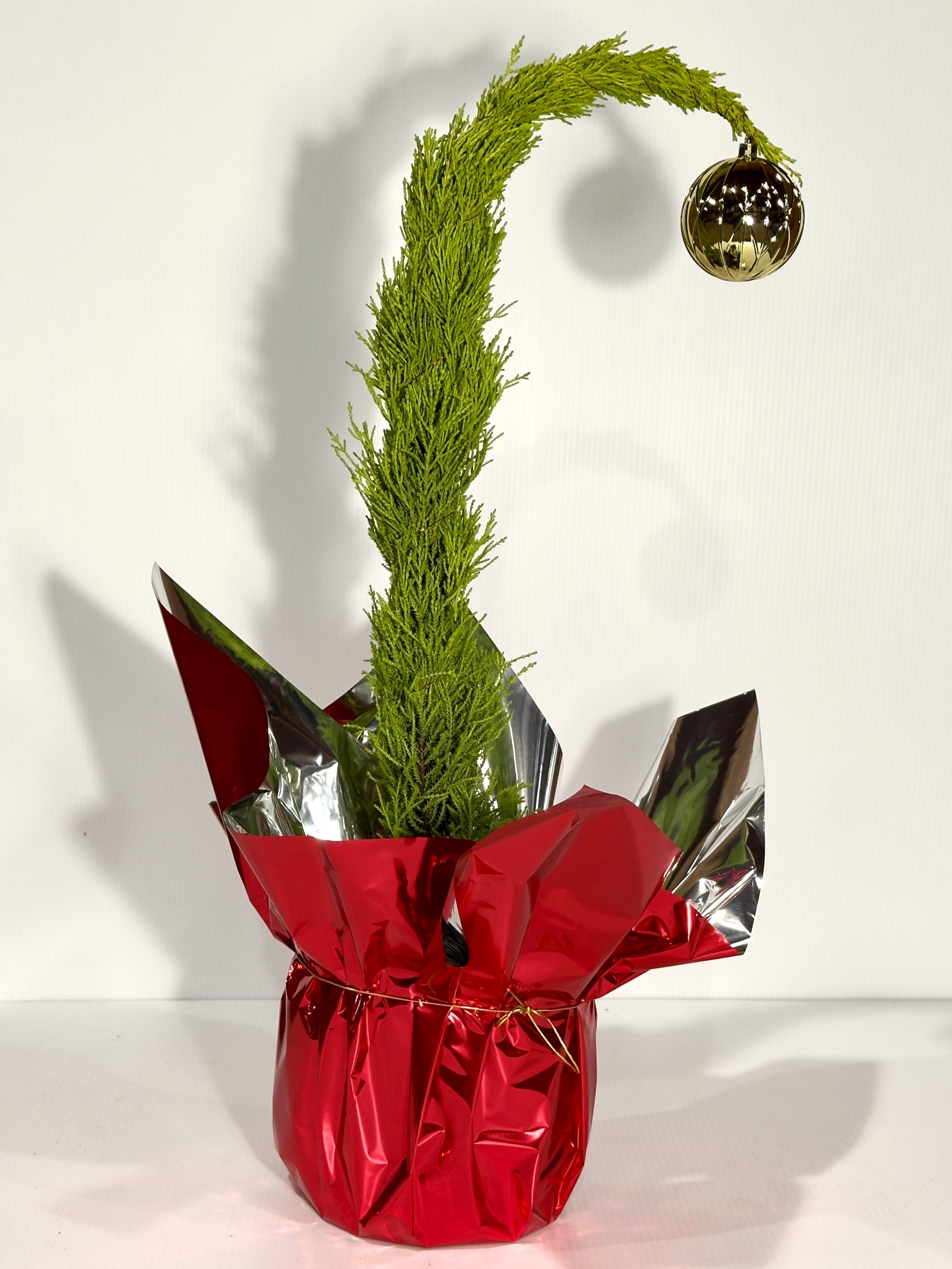 Cupressus macrocarpa Grinch Tree with mylar – Paridon