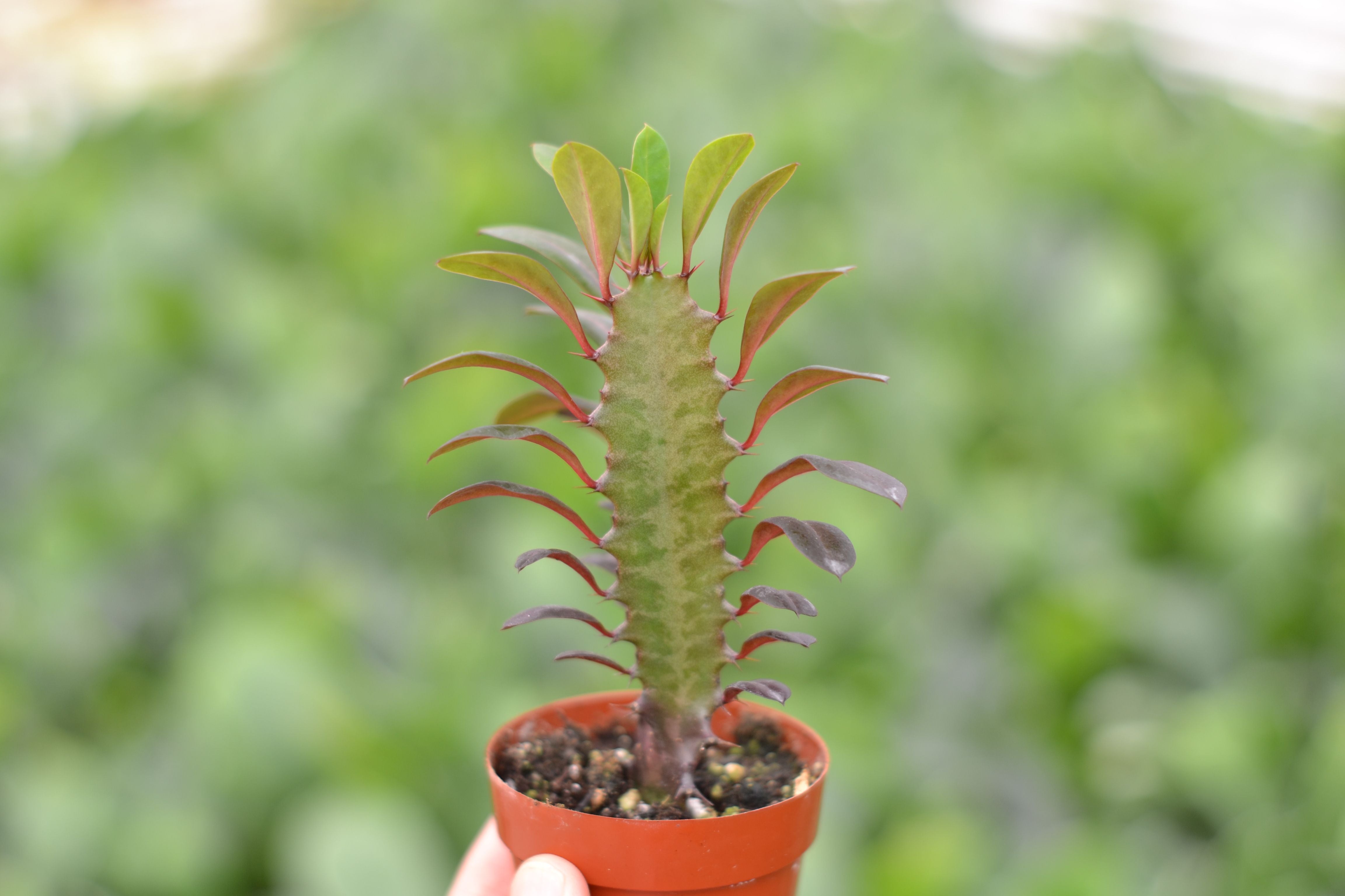 3" Euphorbia Trigona Red – Paridon