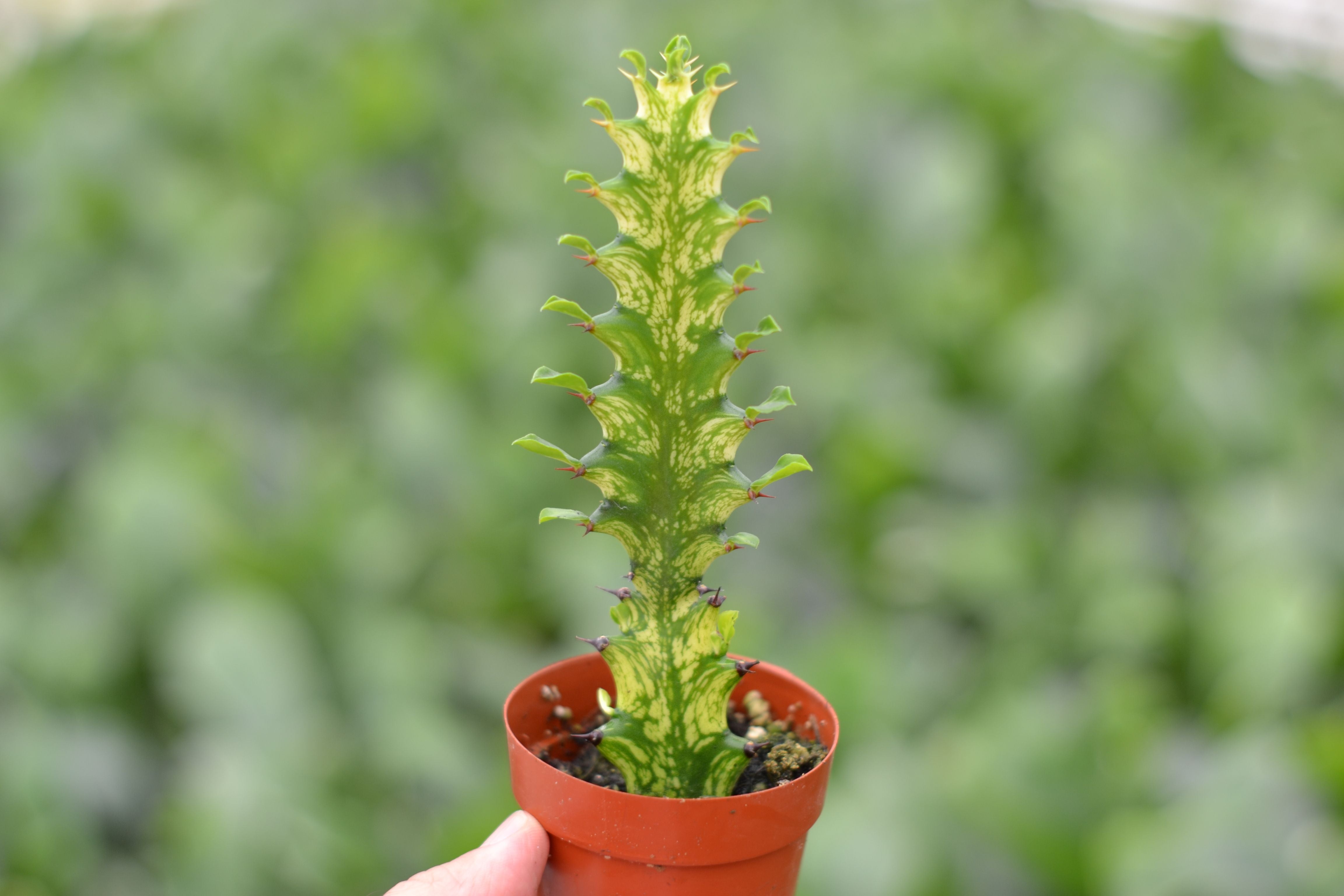 3" Euphorbia Trigona Variegated – Paridon