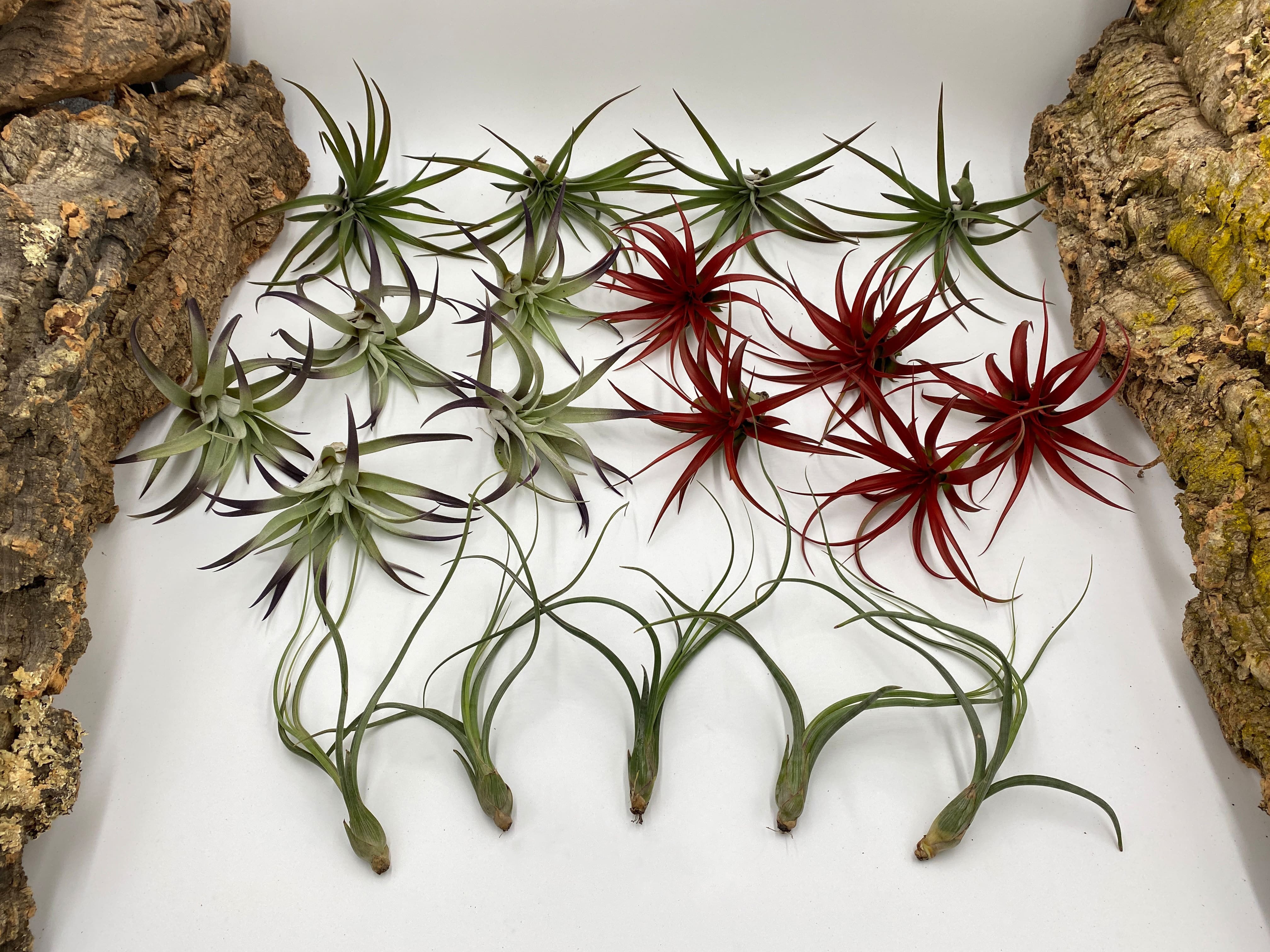 Large Tillandsia assortment – Paridon