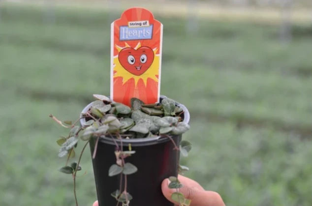 4" String of Hearts – Paridon