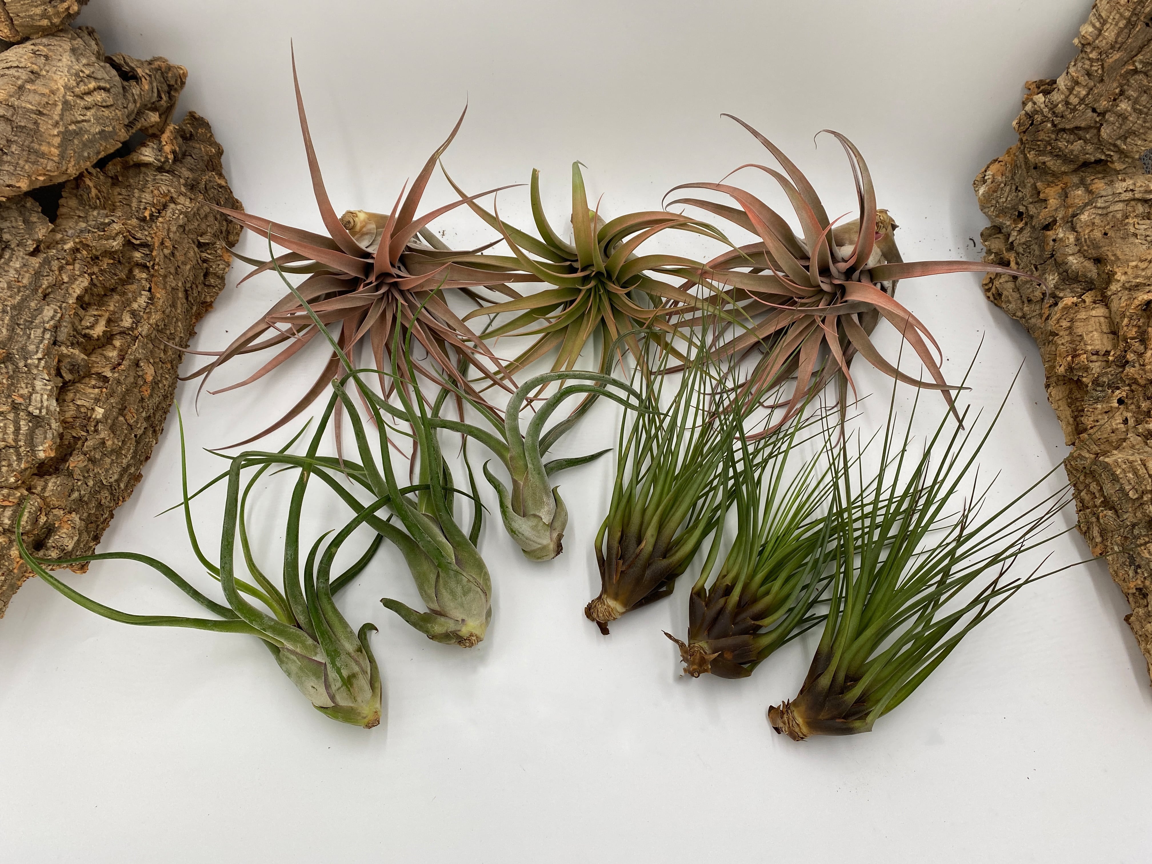 Extra Large Tillandsia assortment – Paridon