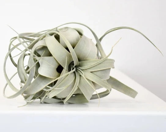 6" Xerographica – Paridon