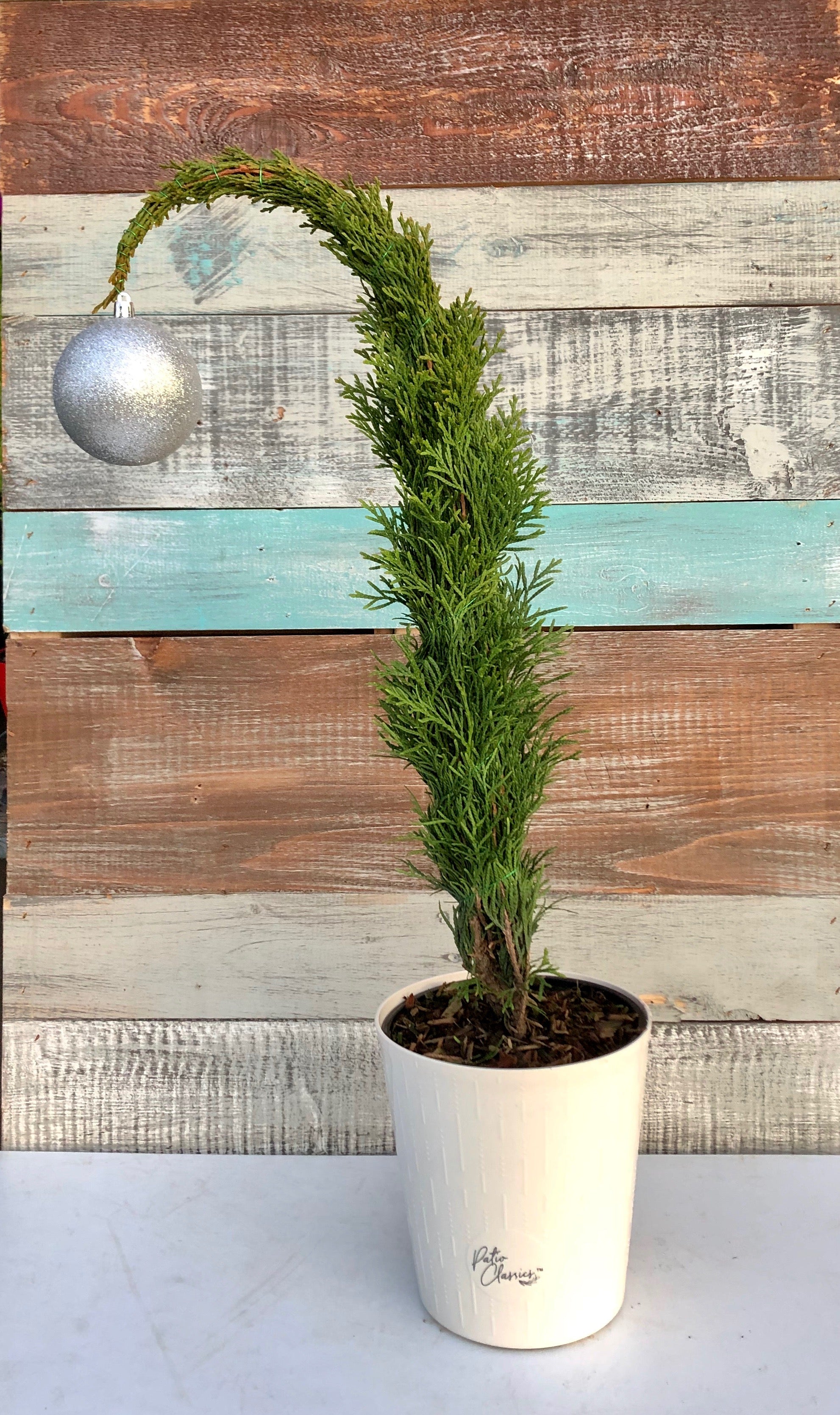 Thuja occidentalis Emerald green Grinch tree with white deco reservoir ...