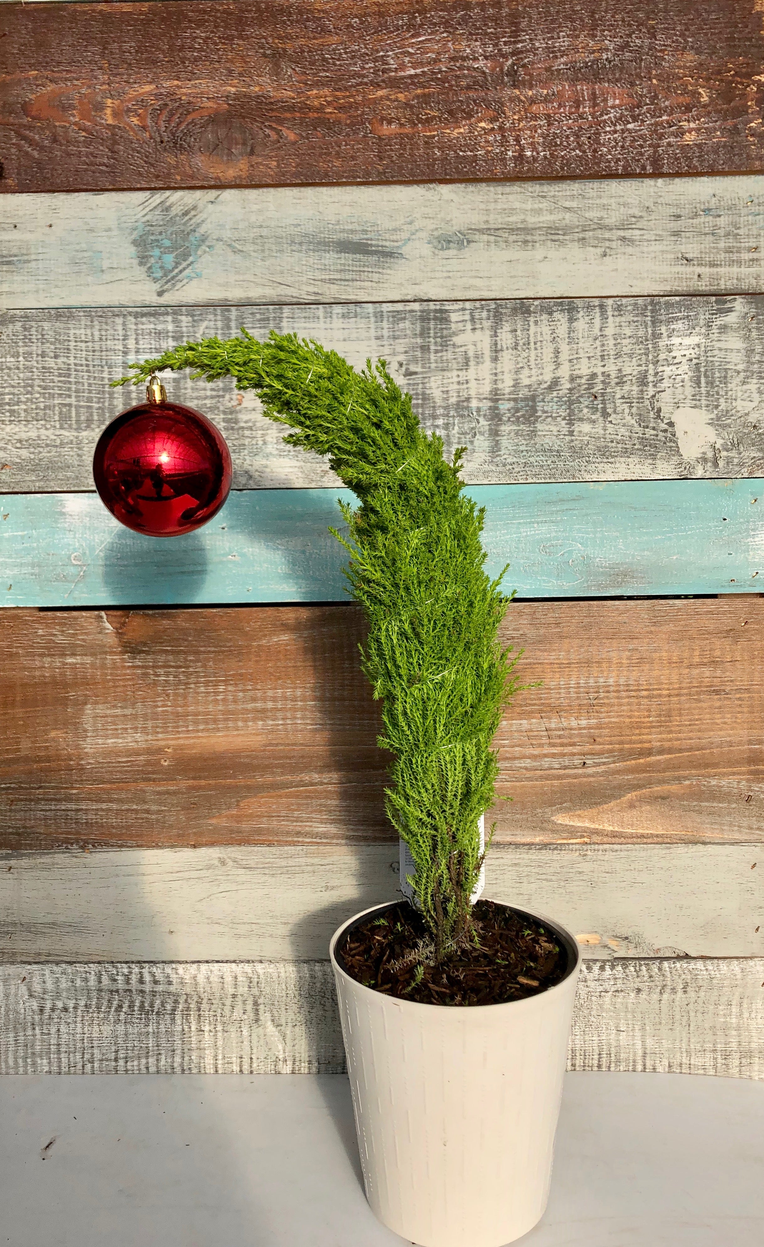 Cupressus macrocarpa Grinch Tree with white deco reservoir pot – Paridon