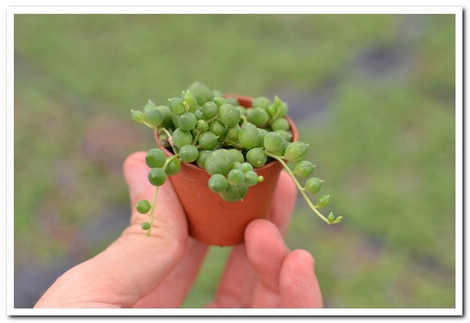 2" String Of Pearls – Paridon