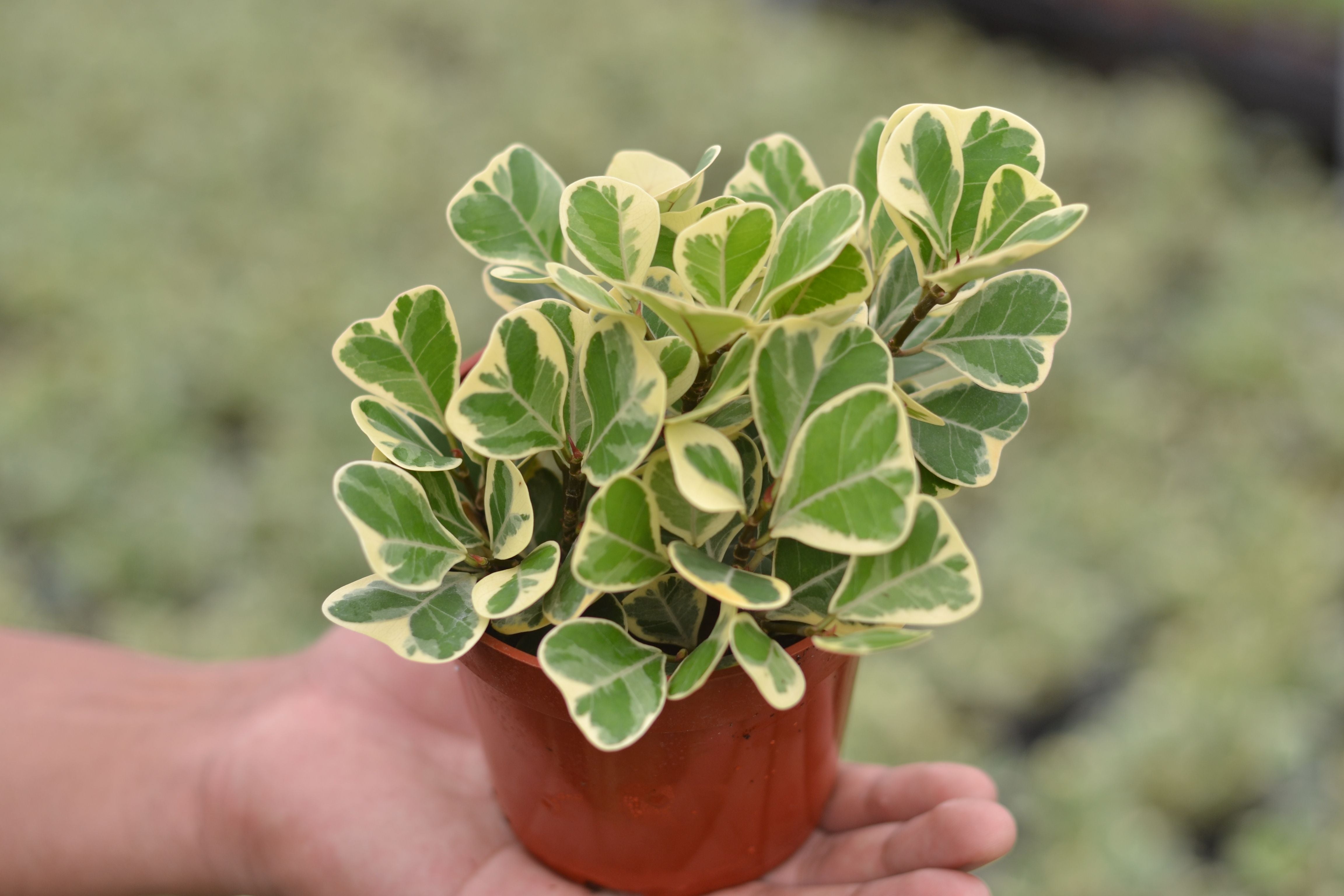 4" Ficus Triangularis Variegated – Paridon