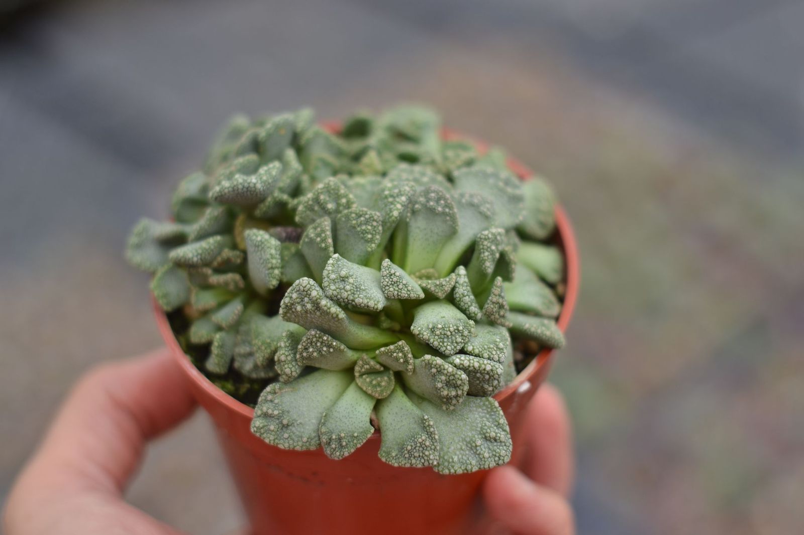 4" Concrete Leaf – Paridon