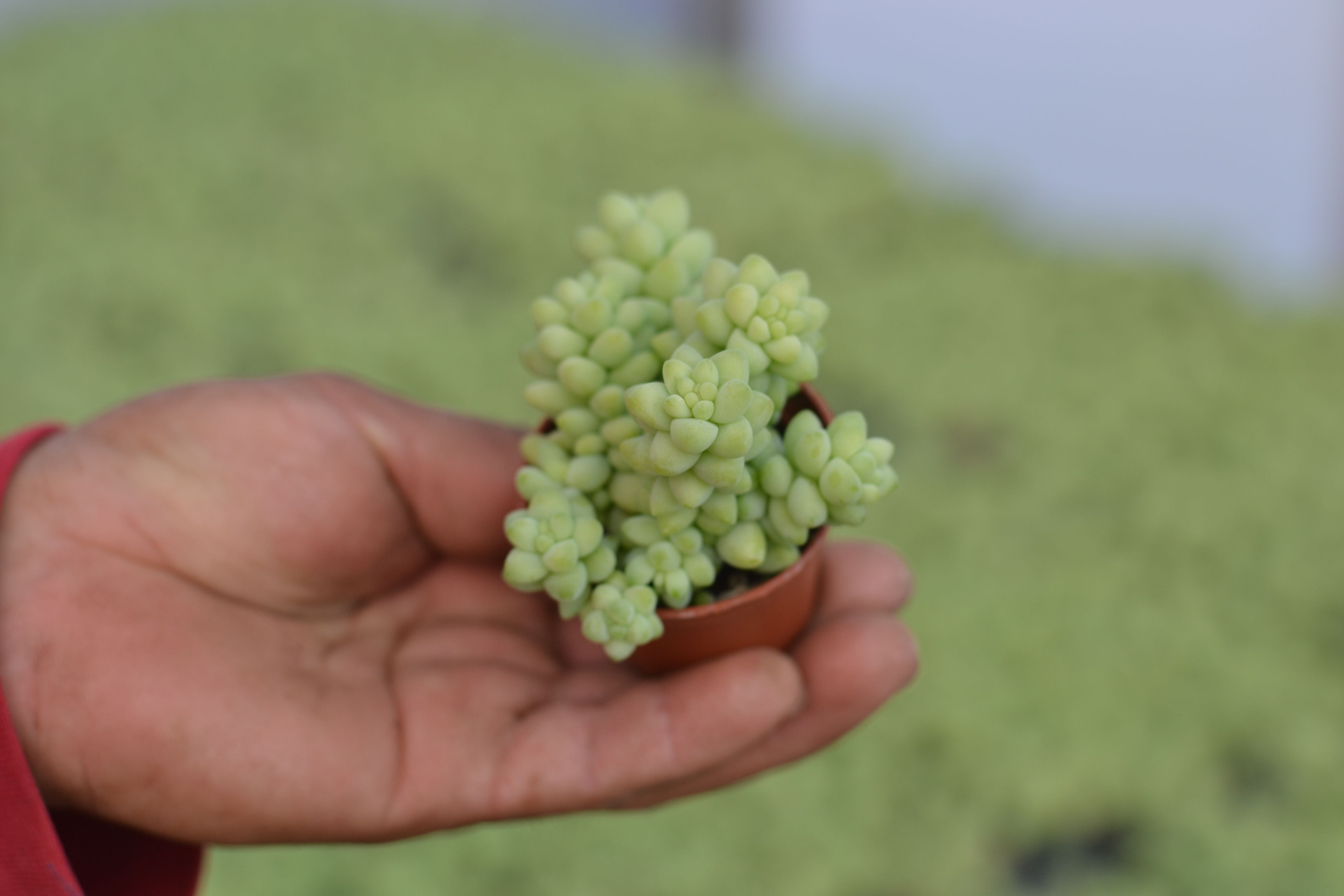 2" Donkey Tail – Paridon