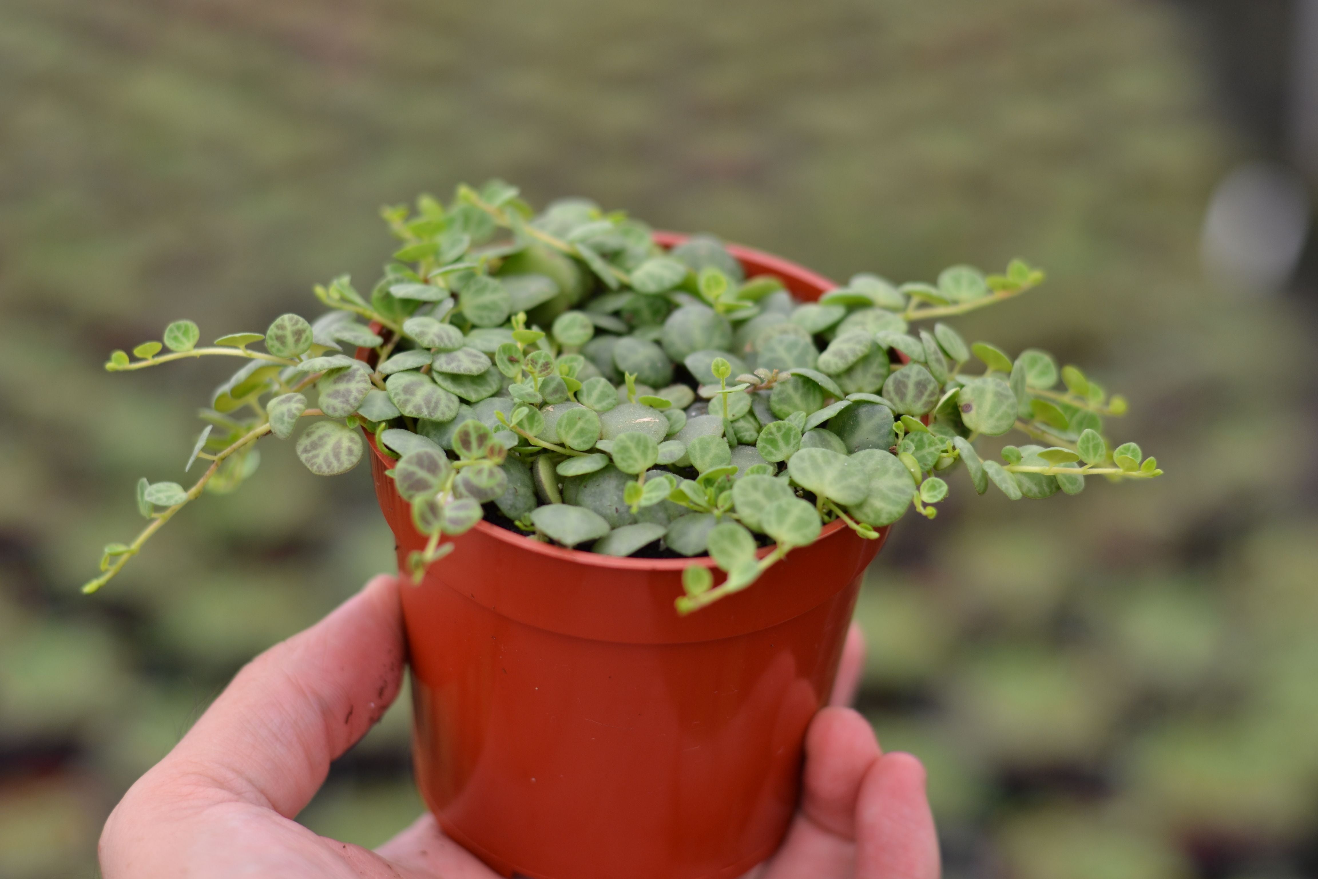 4" String of Turtles – Paridon