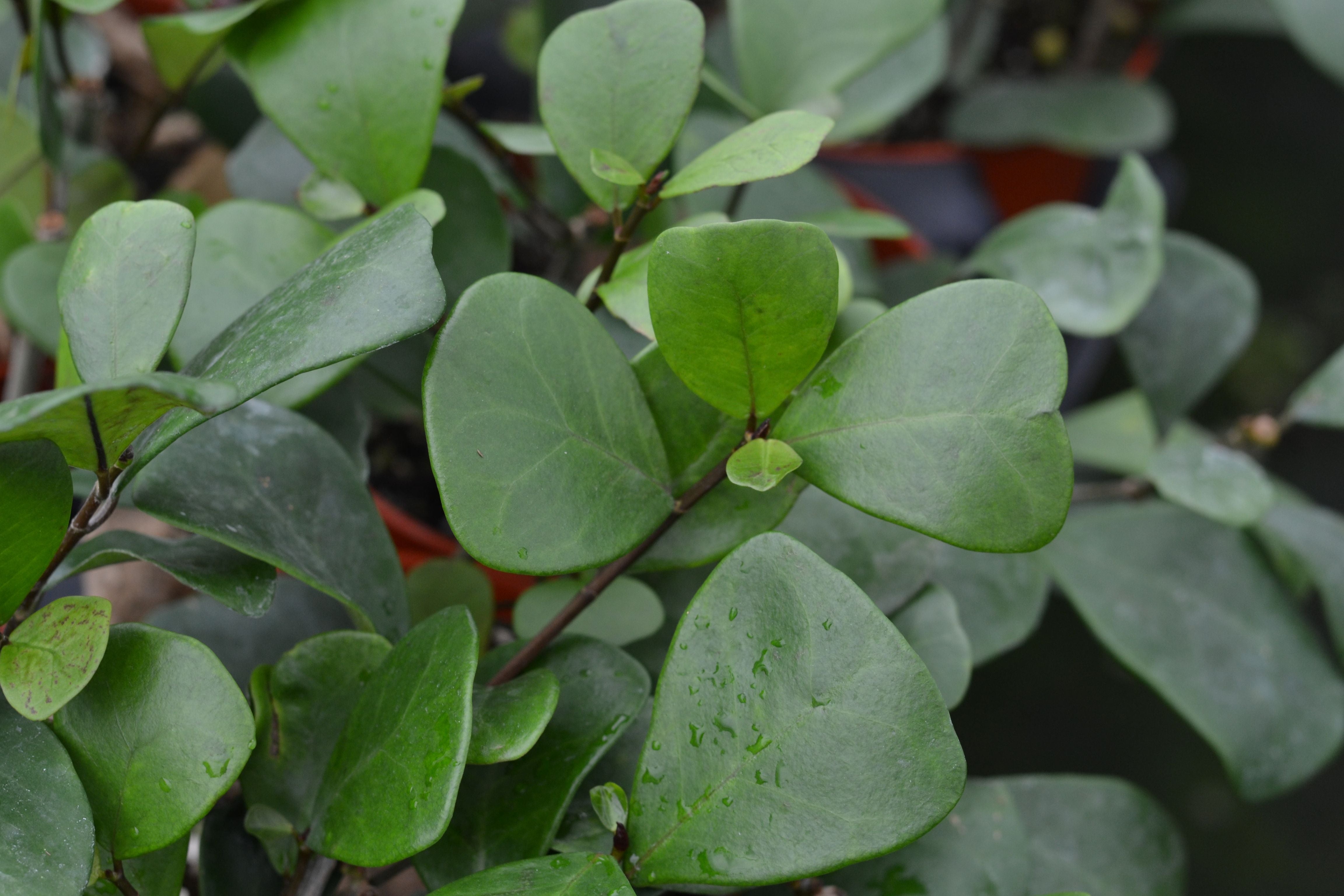 4" Ficus Triangularis Green – Paridon