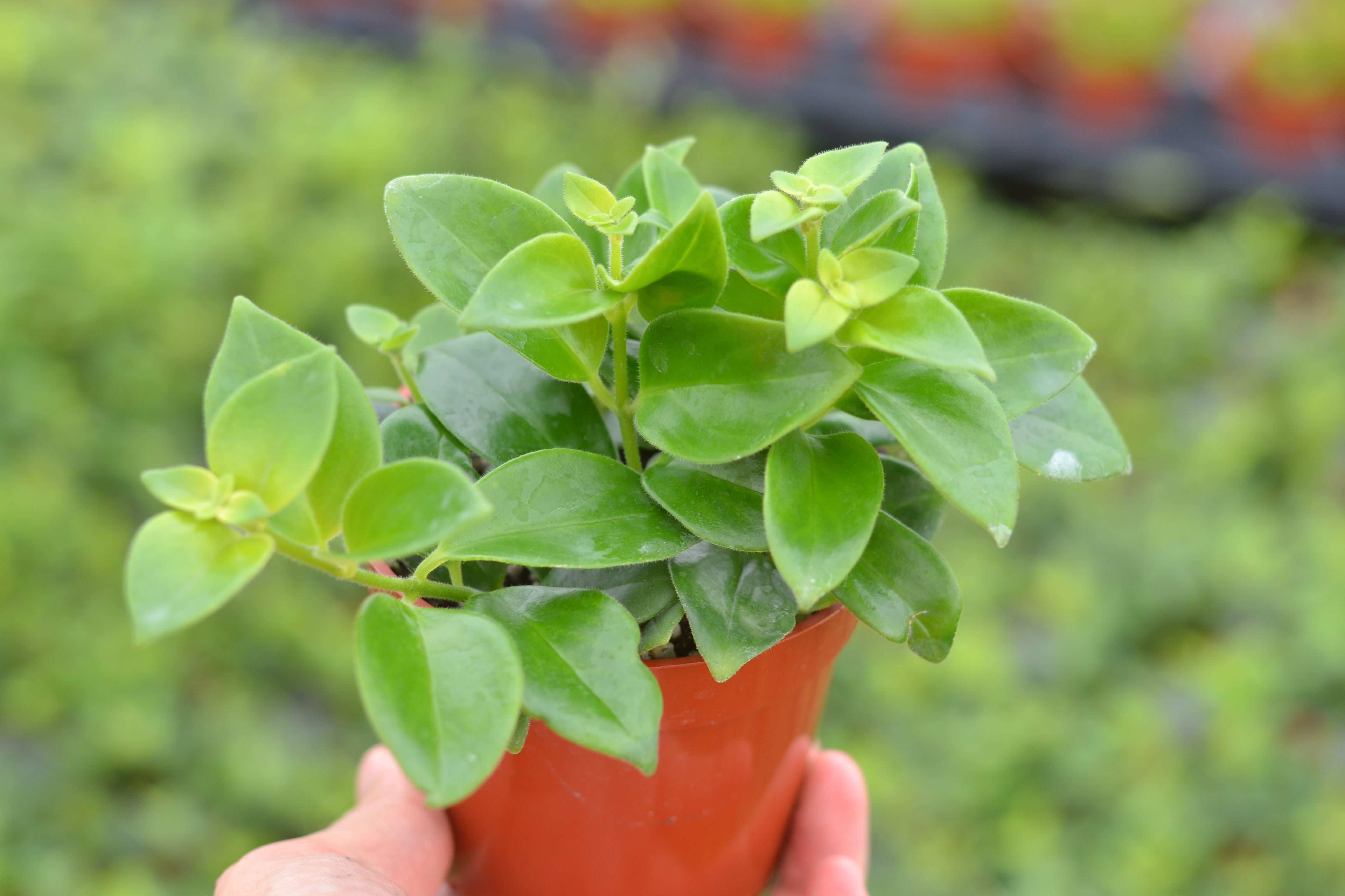 4" Mona Lisa Lipstick – Paridon