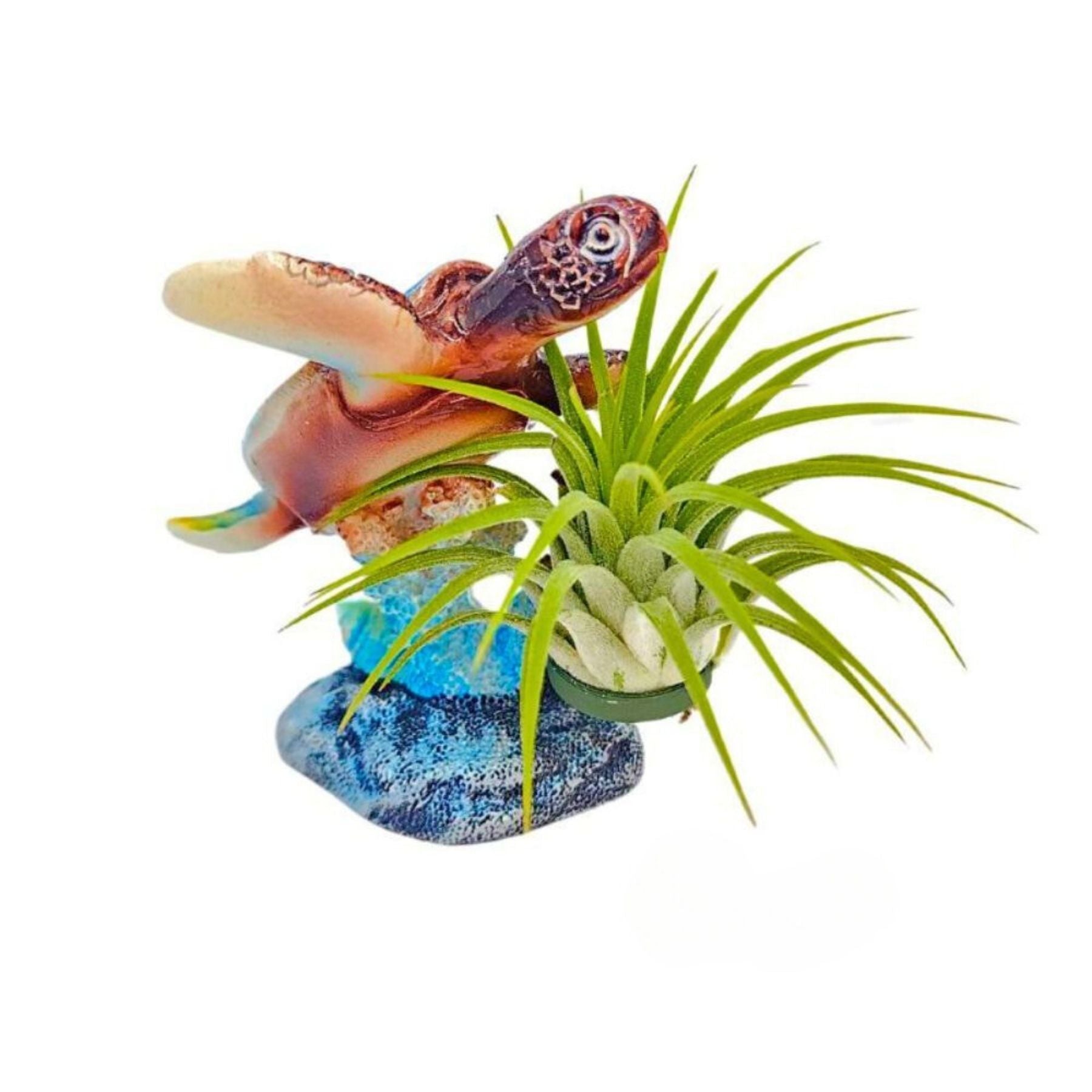 Turtle on base with Tillandsia – Paridon