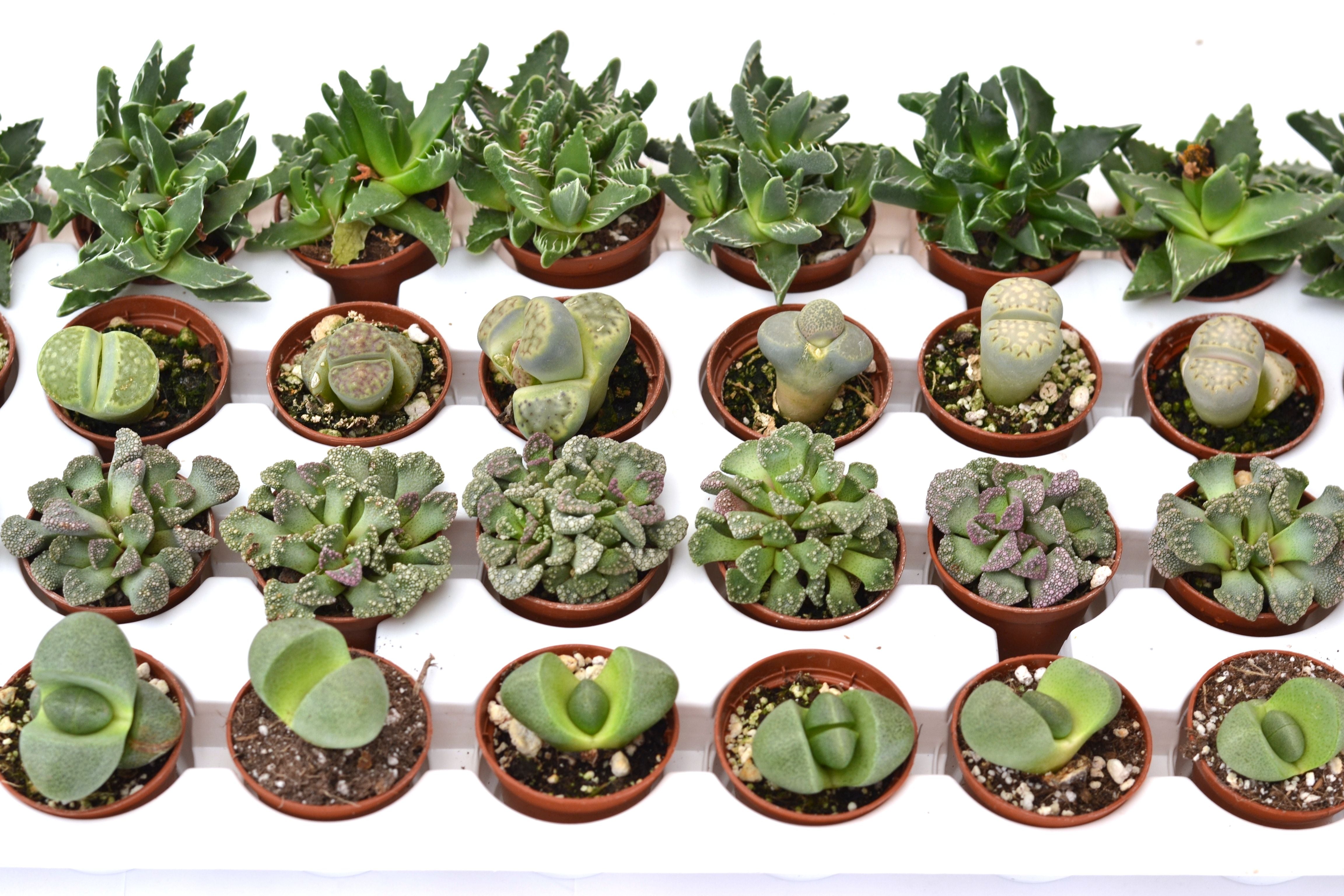 2" Mimicry Collection – Paridon