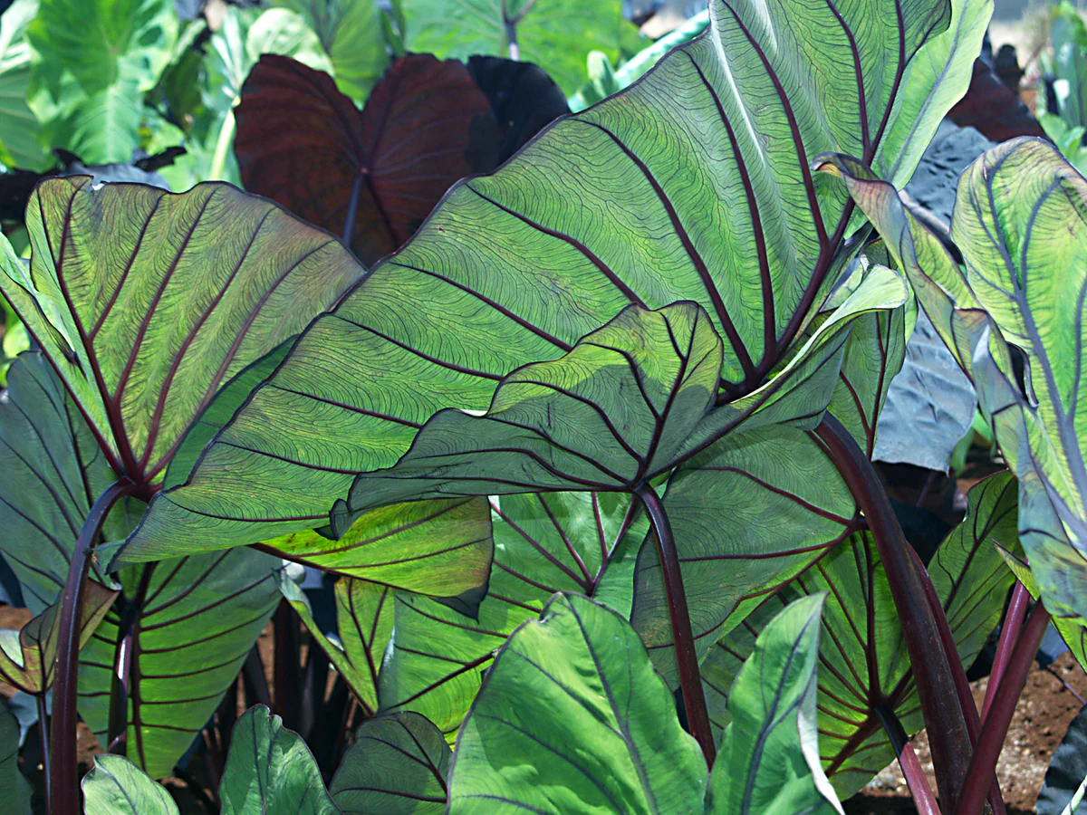 Paridon Horticultural LTD