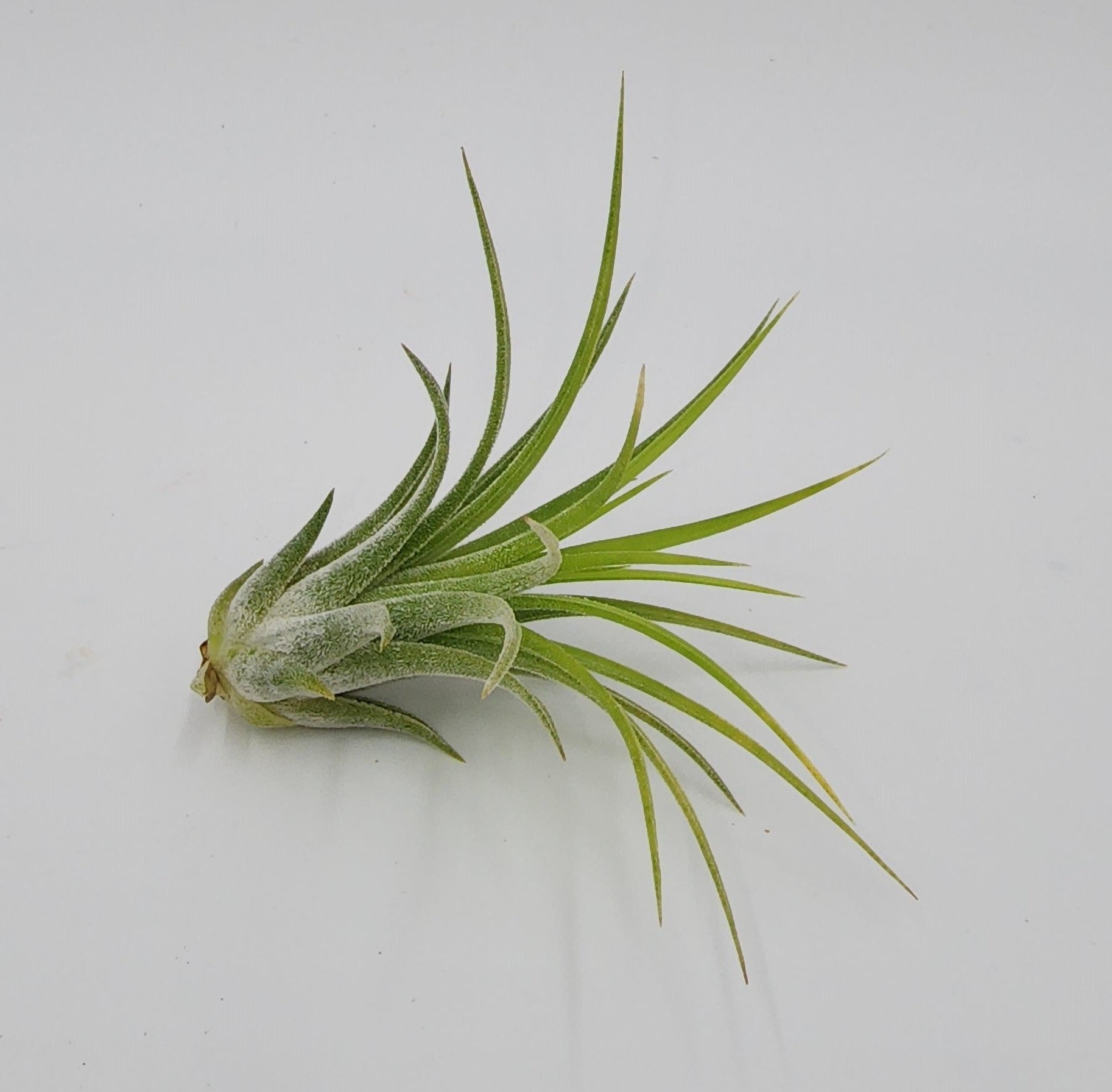 Ionantha Druid – Paridon
