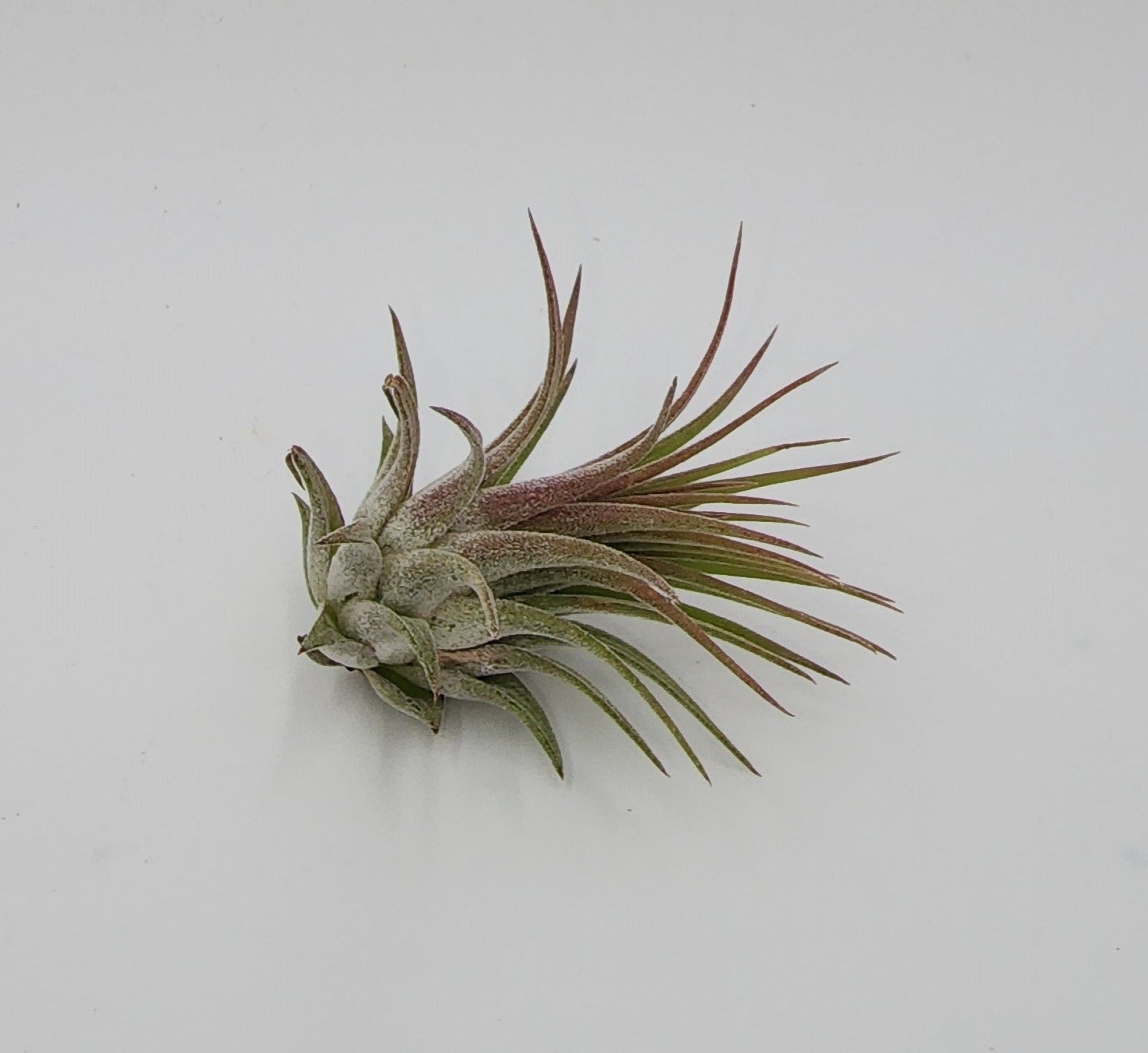 Ionantha rubra – Paridon