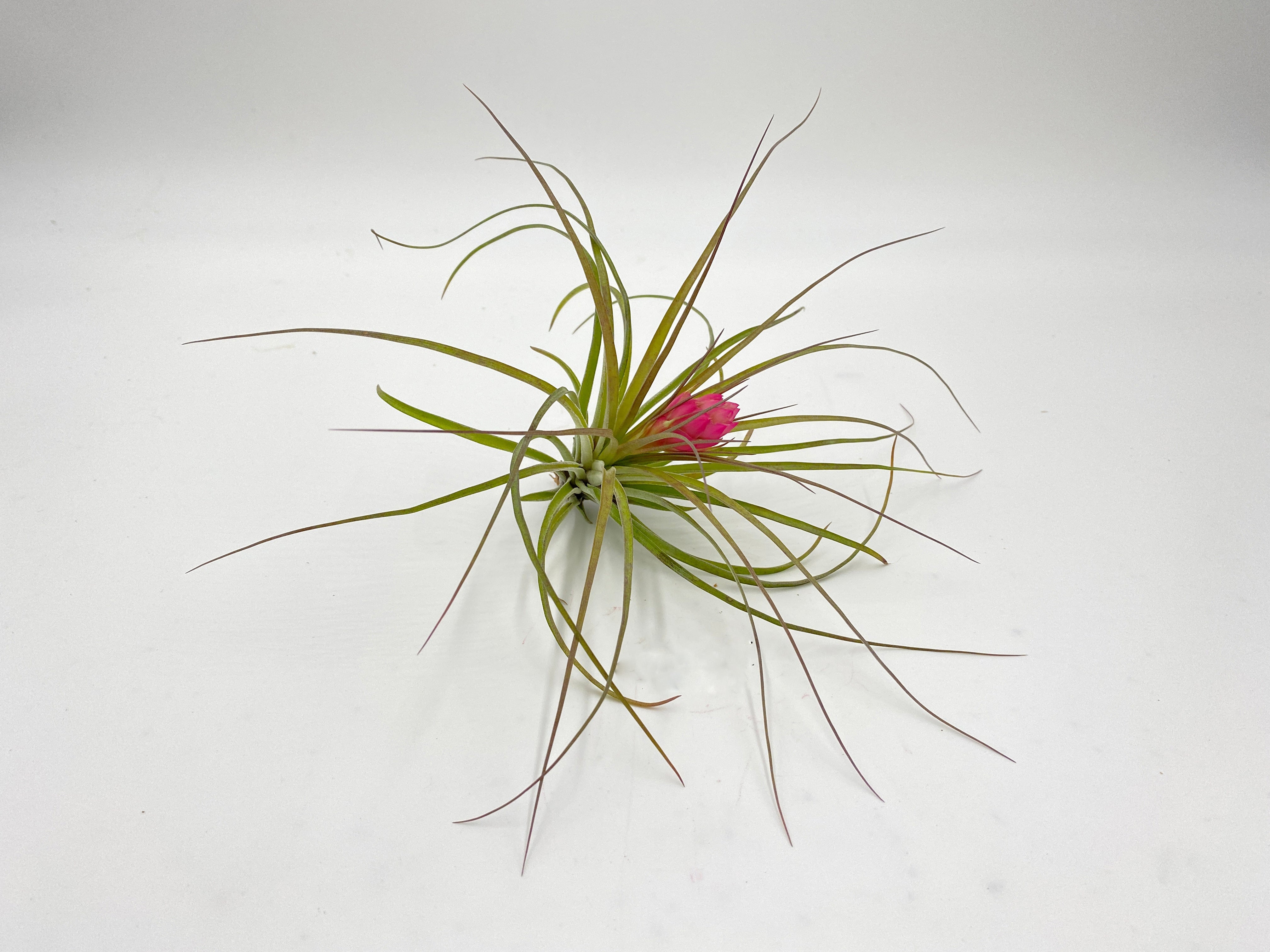 Stricta hybrid – Paridon