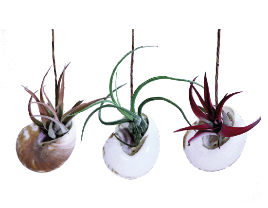 Nautilus Hanging Shell – Paridon