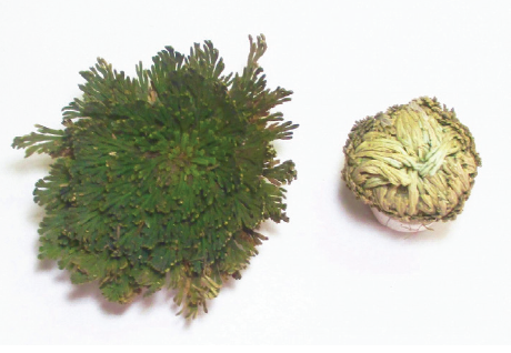 Resurrection plant – Paridon