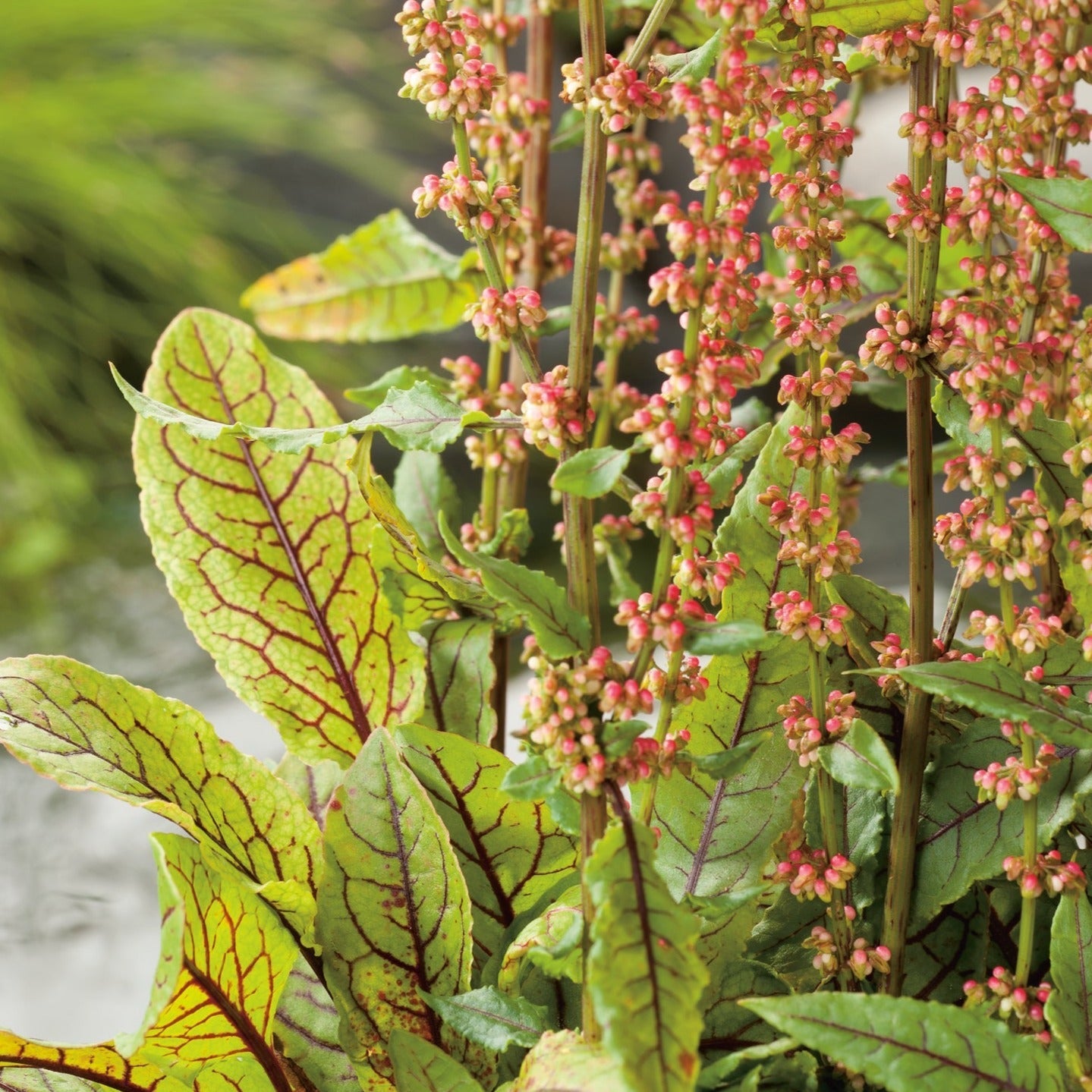 5" Rumex Sanguineus – Paridon