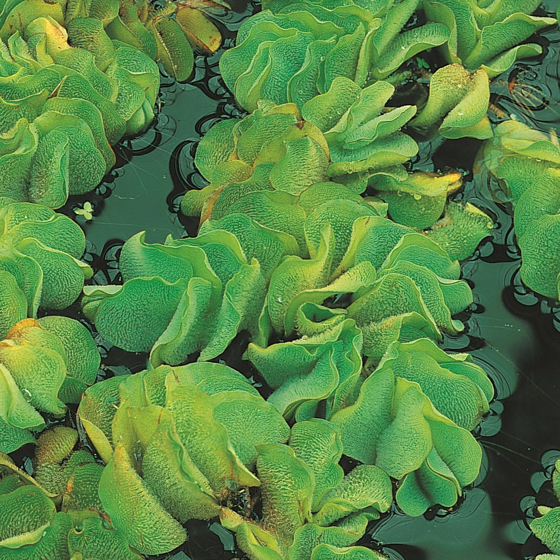 Salvinia Natans – Paridon