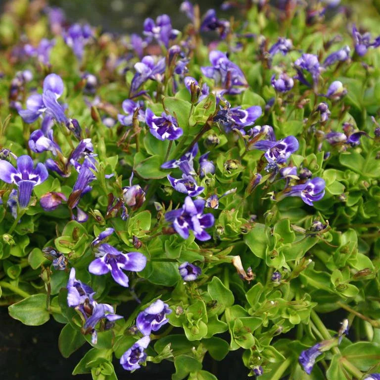 5" Lindernia Grandiflora – Paridon